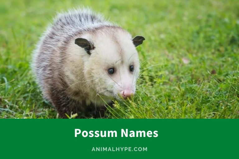 382 Precious Possum Names for Your Nocturnal Pal - Animal Hype