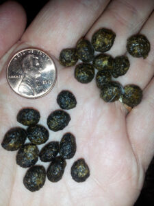 What Does Fox Poop Look Like? Fox Scat Identification - Animal Hype