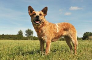 Red Heeler vs Blue Heeler - Difference between them - Animal Hype