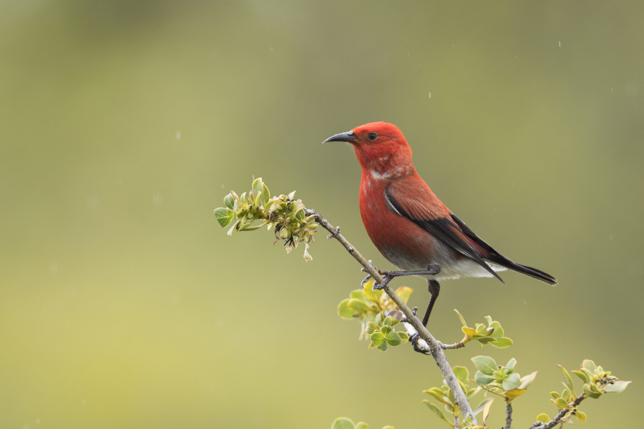 20 Birds With Red Breasts (With Pictures) - Animal Hype