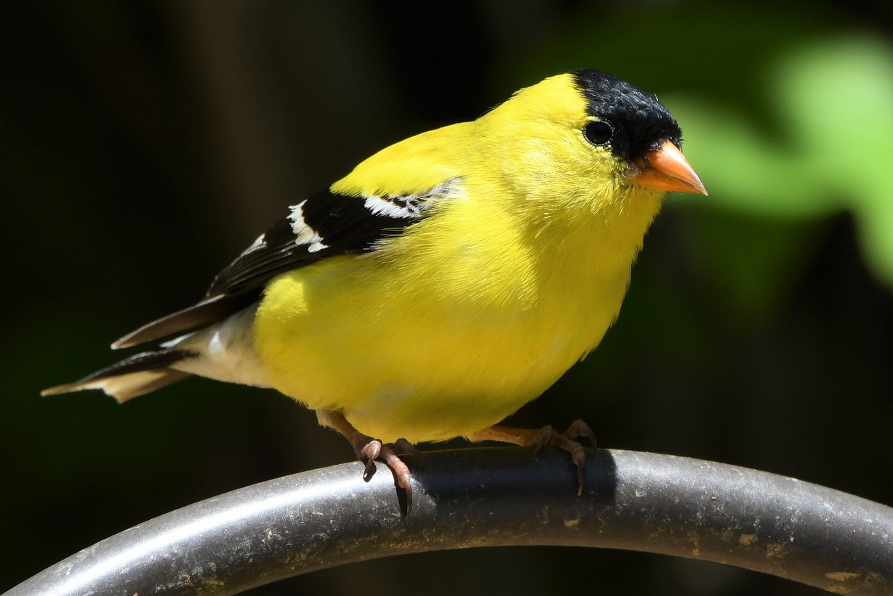 25 Birds With Yellow Bellies (With Pictures) - Animal Hype