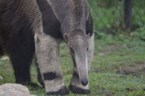 Giant Anteater vs Aardvark: What is the difference? - Animal Hype