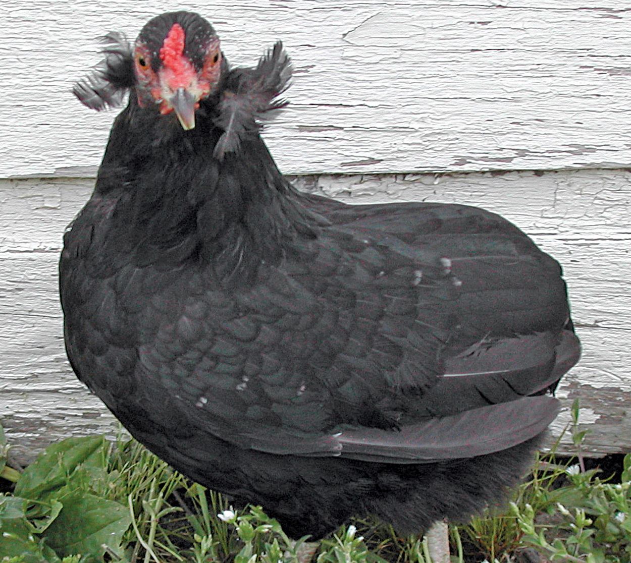7 Chicken Breeds That Lay Blue Eggs - Animal Hype