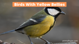 25 Birds With Yellow Bellies (With Pictures) - Animal Hype