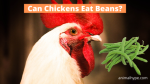 Can Chickens Eat Beans? - Animal Hype