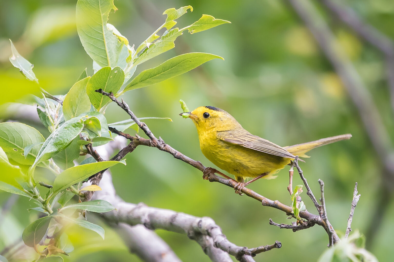 25 Birds With Yellow Bellies (With Pictures) - Animal Hype