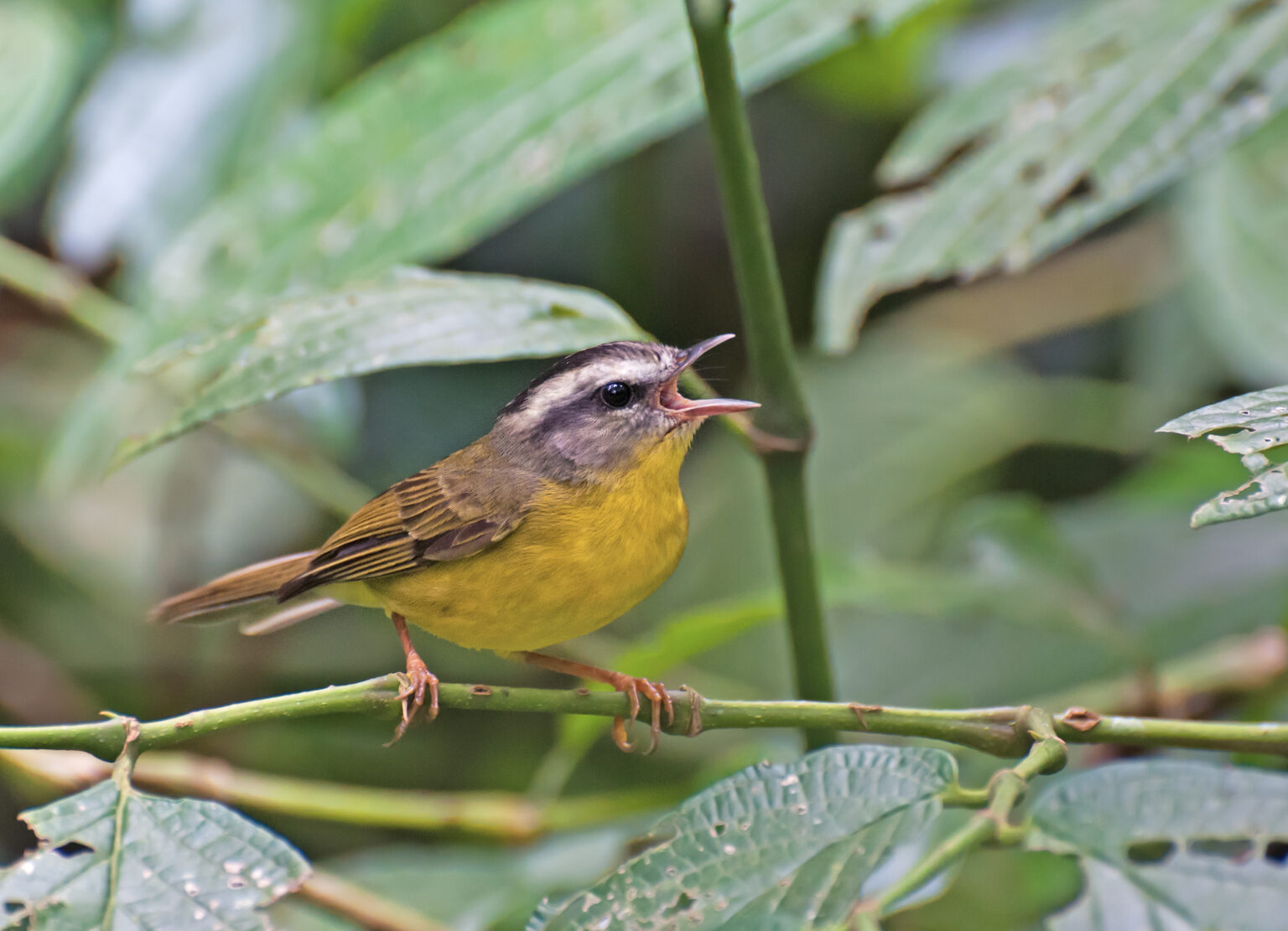 25 Birds With Yellow Bellies (With Pictures) - Animal Hype