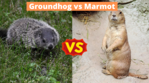 Groundhog vs Marmot - What is the difference? - Animal Hype