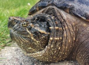 Snapping Turtle Lifespan - How long do snapping turtles live? - Animal Hype