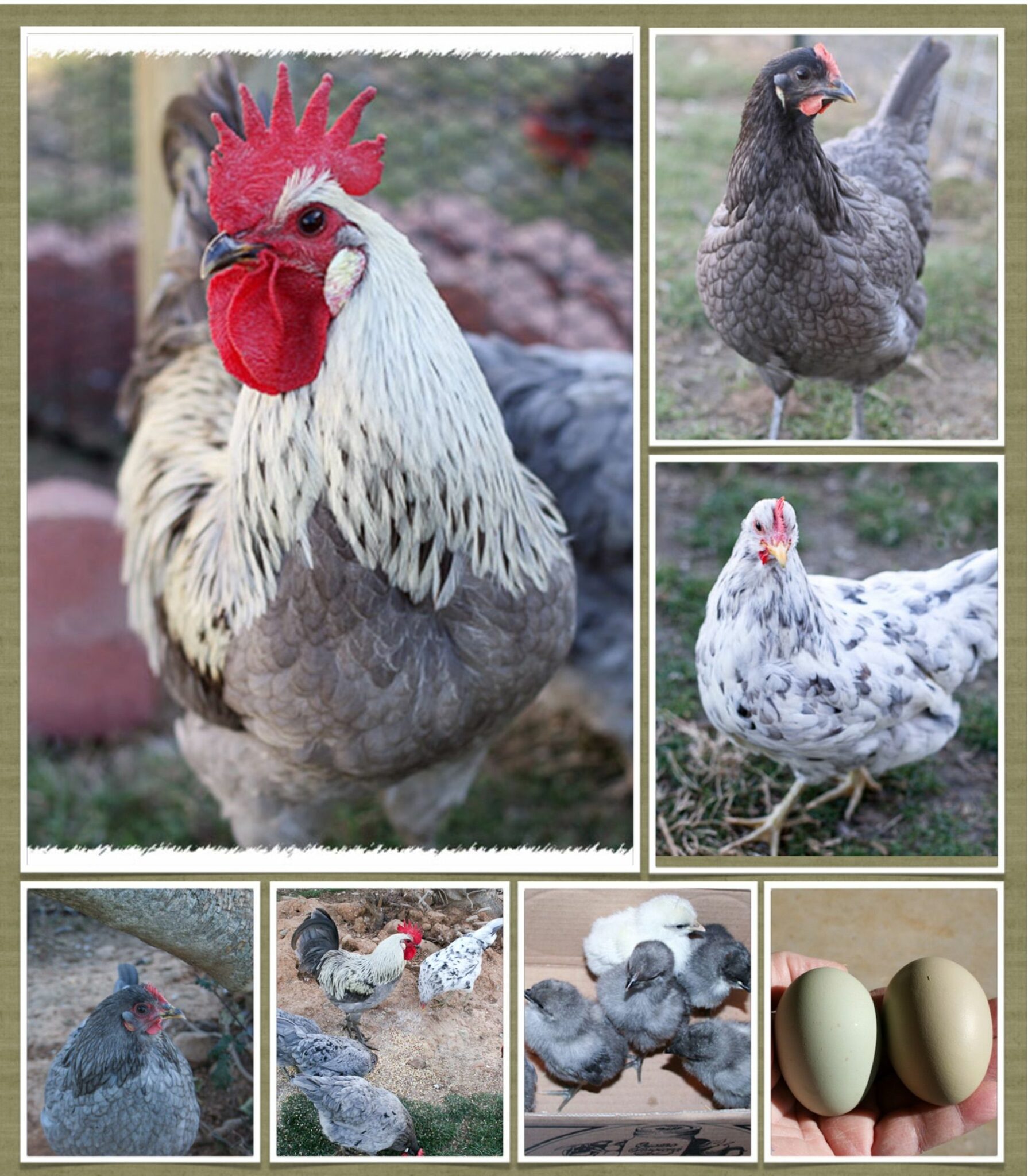 5 Chicken Breeds That Lay Green Eggs - Animal Hype