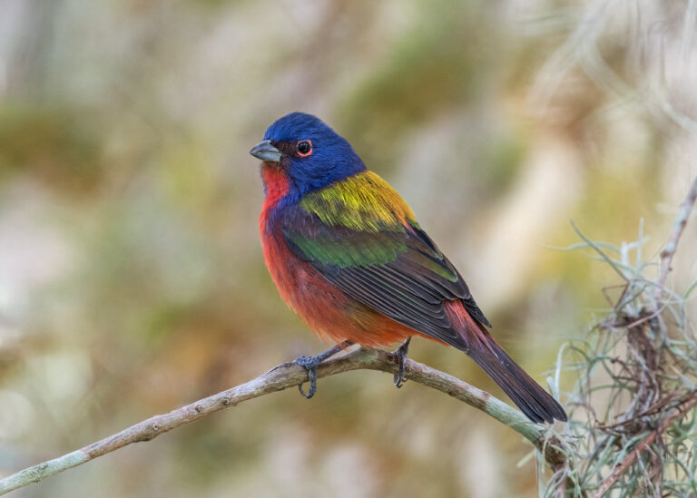 20 Birds With Red Breasts (With Pictures) - Animal Hype