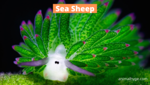 13 Interesting Facts About Sea Sheep (Habitat, Diet, Appearance ...