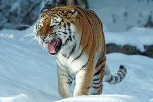 Siberian Tiger vs Silverback Gorilla Fight — Who Will Win? - Animal Hype
