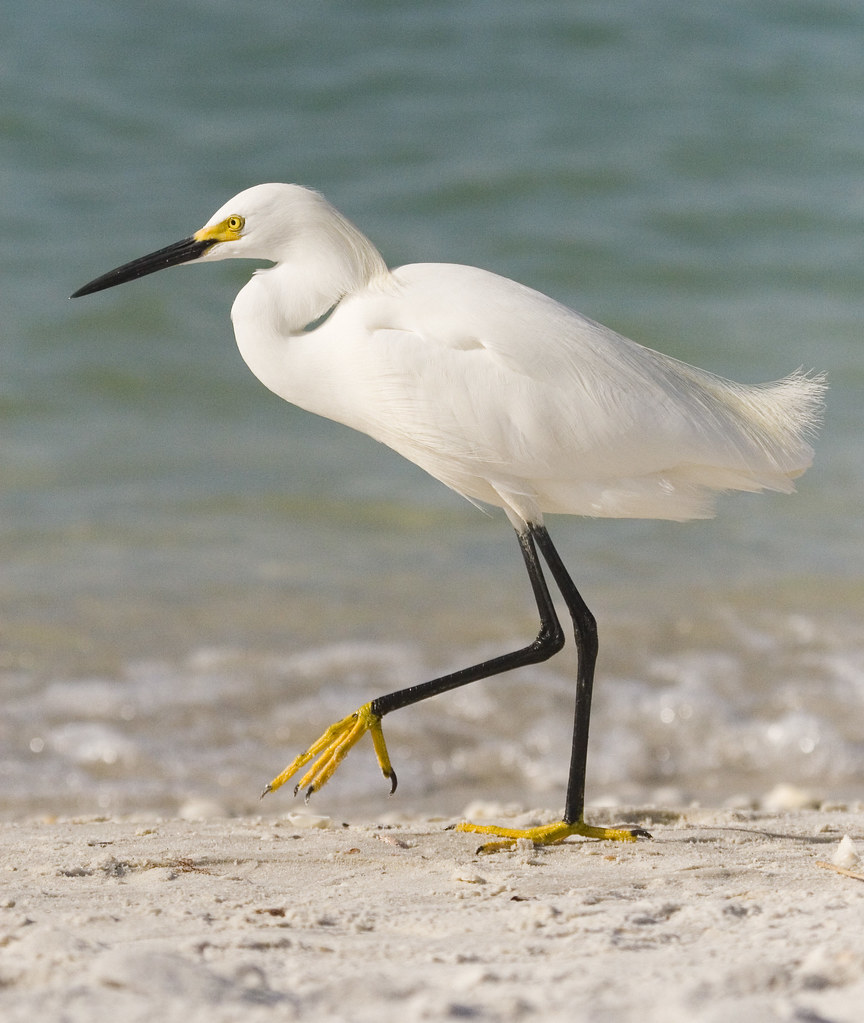 15 Birds With Long Legs (With Pictures) - Animal Hype