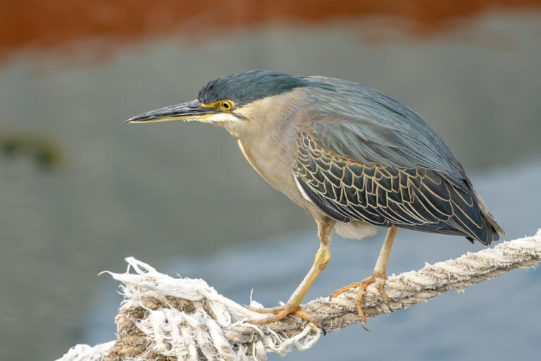 15 Birds With Long Legs (With Pictures) - Animal Hype