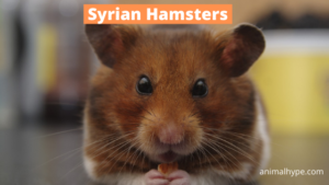 Syrian Hamster — The Ultimate Pet Guide (Daily Care, Food, Breeding ...