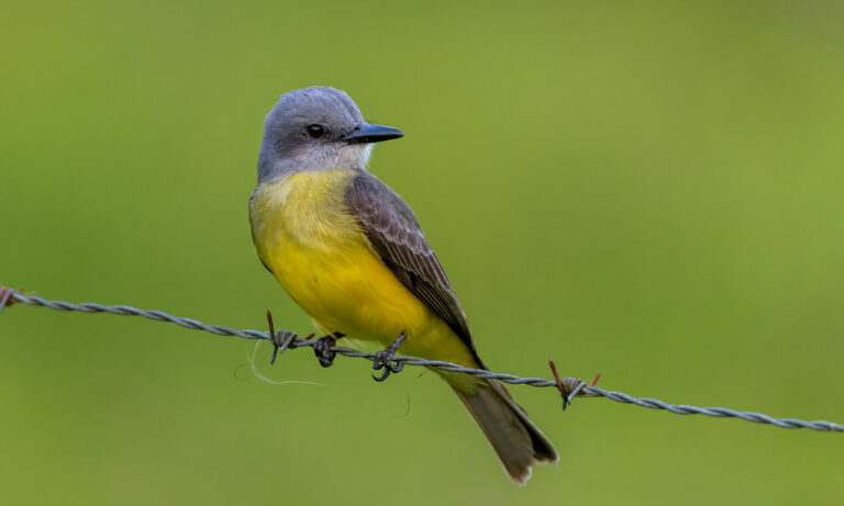 25 Birds With Yellow Bellies (With Pictures) - Animal Hype