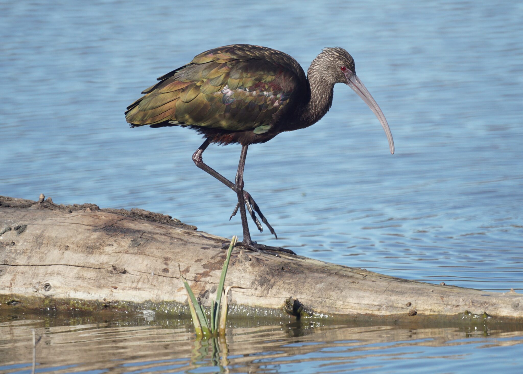 15 Birds With Long Legs (With Pictures) - Animal Hype