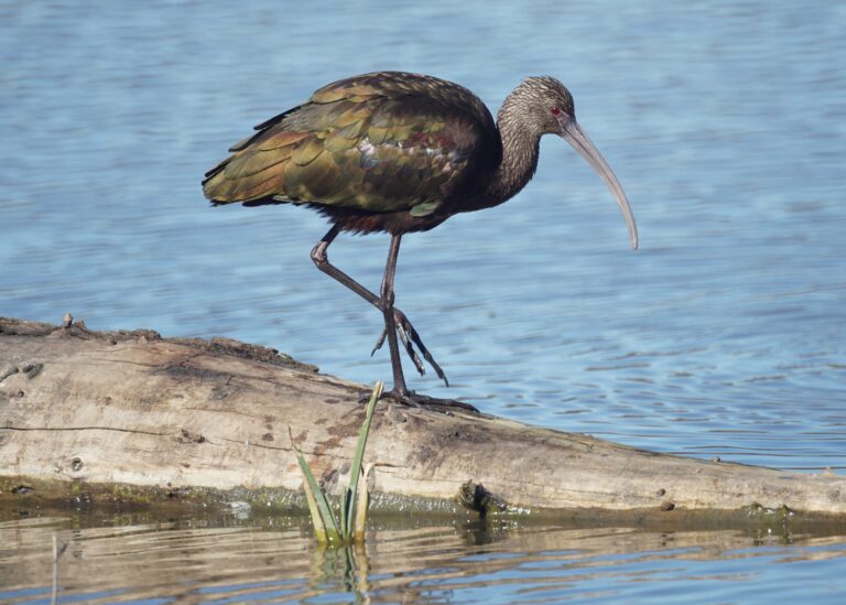 15 Birds With Long Legs (With Pictures) - Animal Hype