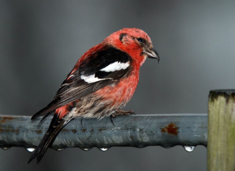 20 Birds With Red Breasts (With Pictures) - Animal Hype