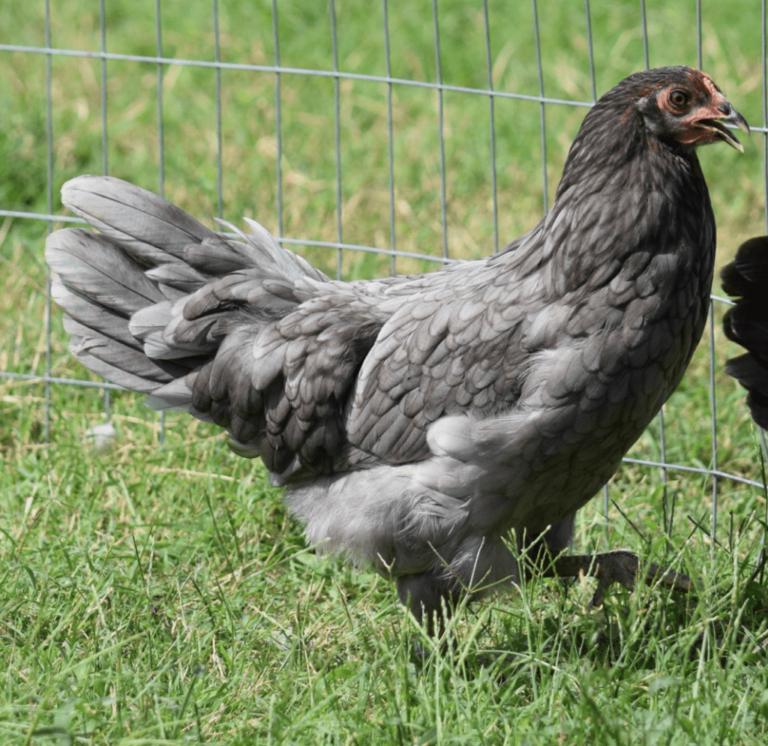7 Chicken Breeds That Lay Blue Eggs - Animal Hype