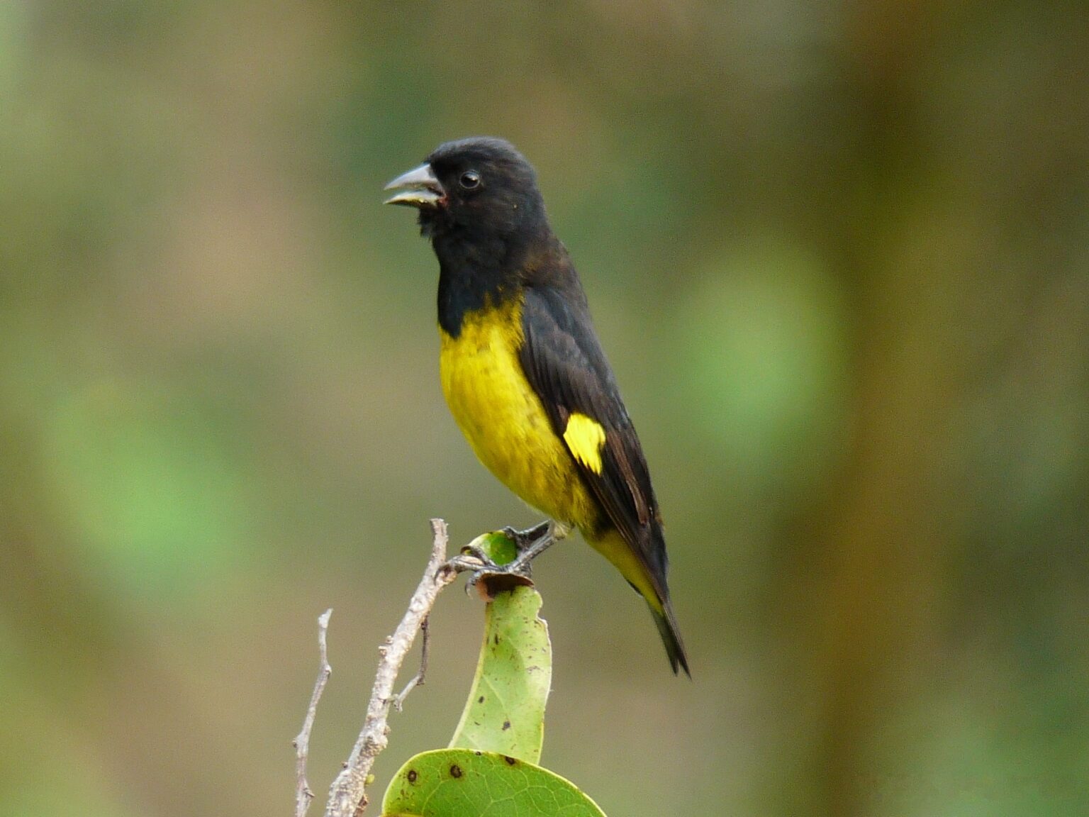 25 Birds With Yellow Bellies (With Pictures) - Animal Hype