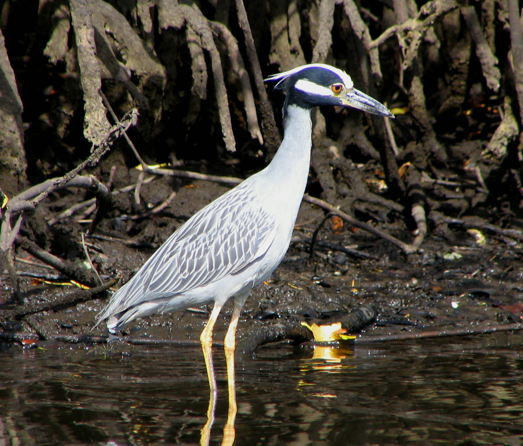 15 Birds With Long Legs (With Pictures) - Animal Hype