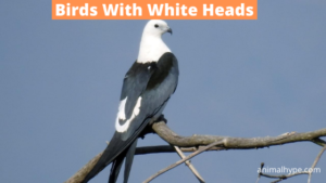 27 Birds With White Heads (With Photos) - Animal Hype