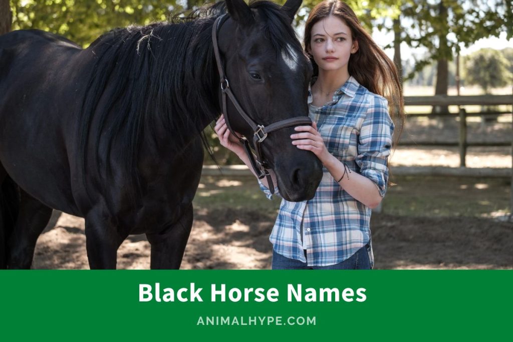 617 Captivating Black Horse Names for Your Dark Steed - Animal Hype
