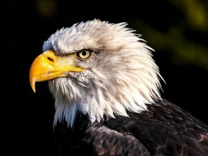 200+ Cool Names For Eagles - Animal Hype