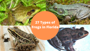 27 Types of Frogs in Florida (with pictures) - Animal Hype