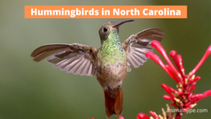 9 Species of Hummingbirds in North Carolina (Pictures & Info) - Animal Hype