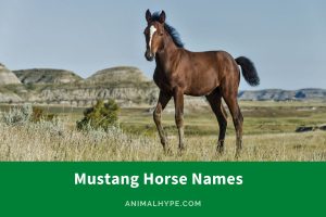 370 Majestic Mustang Horse Names for Your Steed - Animal Hype