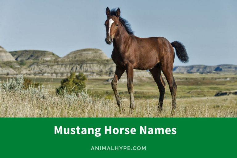 370 Majestic Mustang Horse Names for Your Steed - Animal Hype