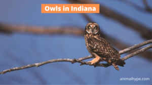 7 Species of Owls in Indiana (with pictures) - Animal Hype