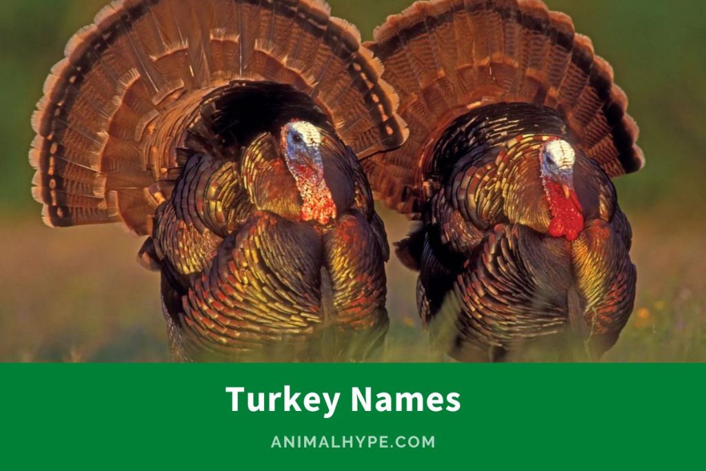 442 Gobble-worthy Turkey Names for Your Flock - Animal Hype
