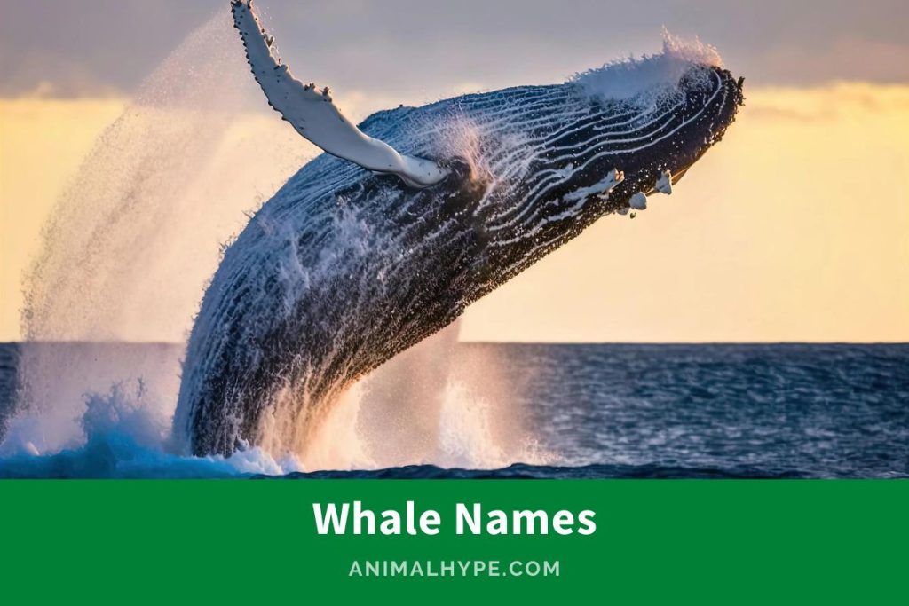 205 Adorable Whale Names for Your Gentle Giants - Animal Hype