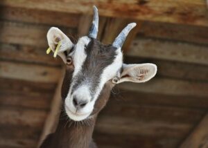 The Ultimate Guide to Understanding Goat Eyes - Animal Hype
