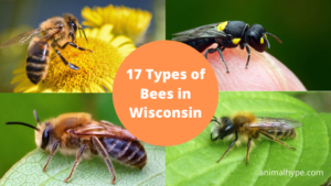 17 Types of Bees in Wisconsin (with Pictures) - Animal Hype