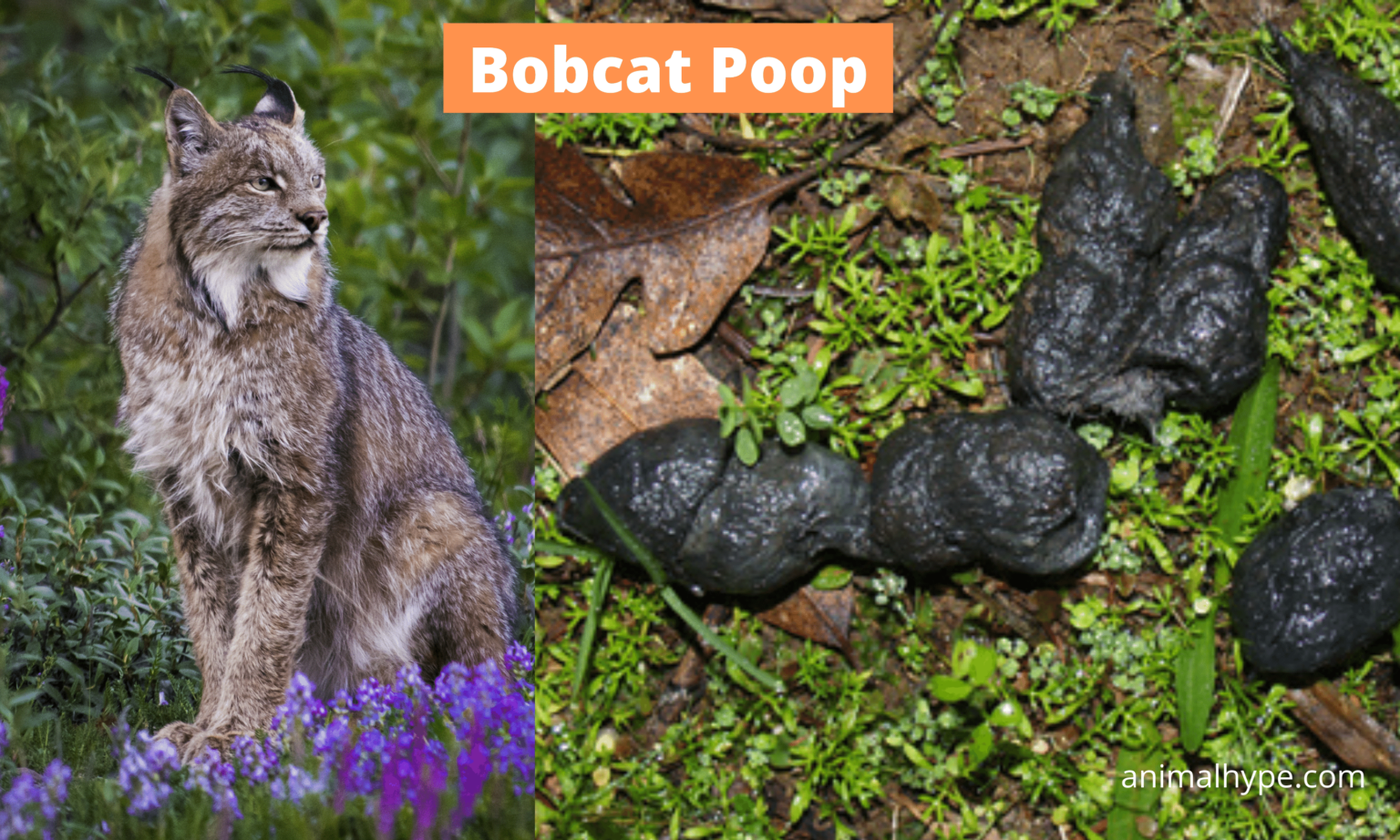 What Does Bobcat Poop Look Like? Bobcat Scat Identification - Animal Hype