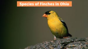 13 Species of Finches in Ohio (Pictures and Info) - Animal Hype