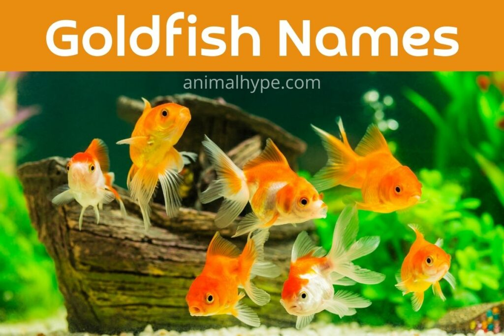 505 Splashy Goldfish Names For Your Fintastic Friend Animal Hype