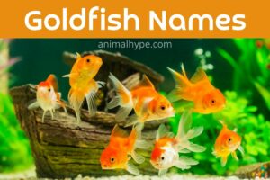 505 Splashy Goldfish Names for Your Fintastic Friend - Animal Hype