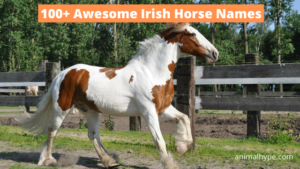 100+ Awesome Irish Horse Names (With Meanings) - Animal Hype