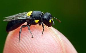 17 Types of Bees in Wisconsin (with Pictures) - Animal Hype