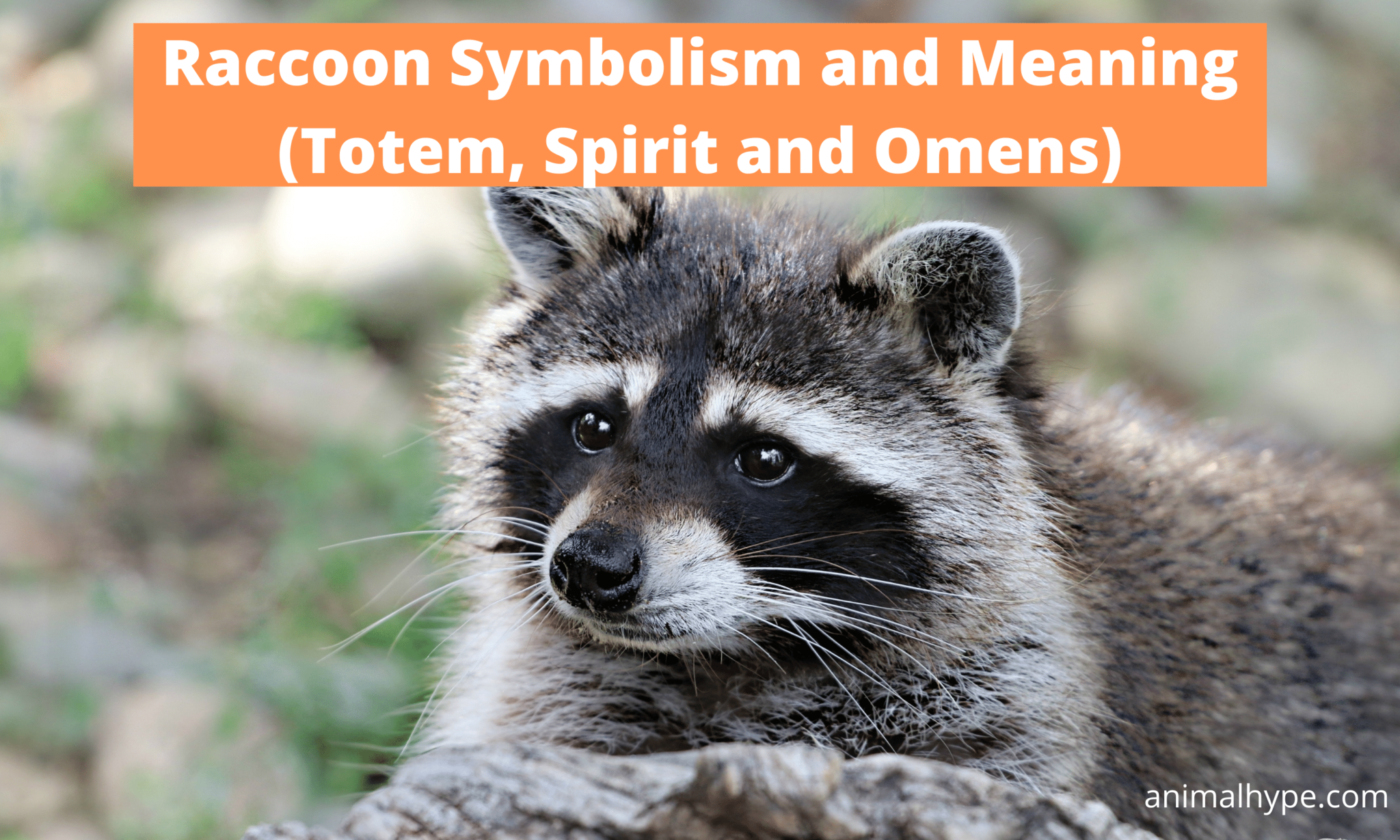 Raccoon Symbolism and Meaning (Totem, Spirit and Omens) - Animal Hype