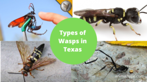 22 Types of Wasps in Texas (with Pictures) - Animal Hype