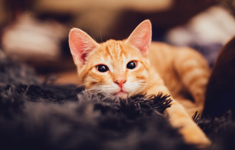 336 Sun-Kissed Orange Cat Names for Your Furry Friend - Animal Hype