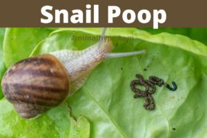 Do Snails Poop? What Does Snail Poop Like? - Animal Hype