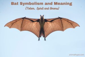Bat Symbolism and Meaning (Totem, Spirit and Omens) - Animal Hype